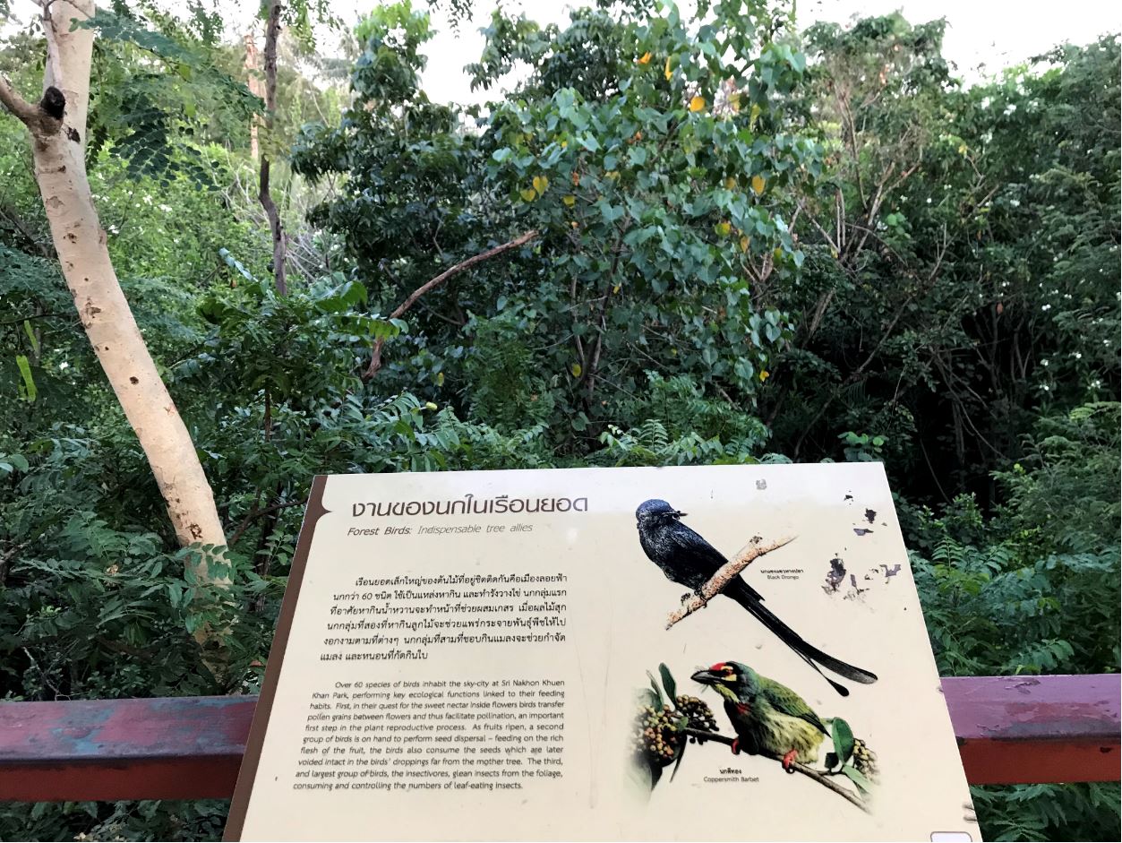 How to go to Bang Kachao, Bangkok | The Stupid Bear