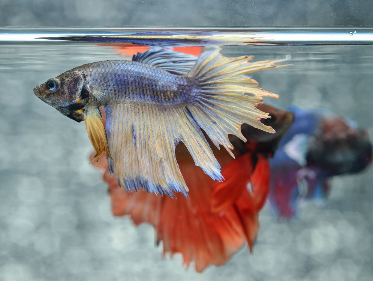 How to go to Bang Kachao, Bangkok | The Stupid Bear